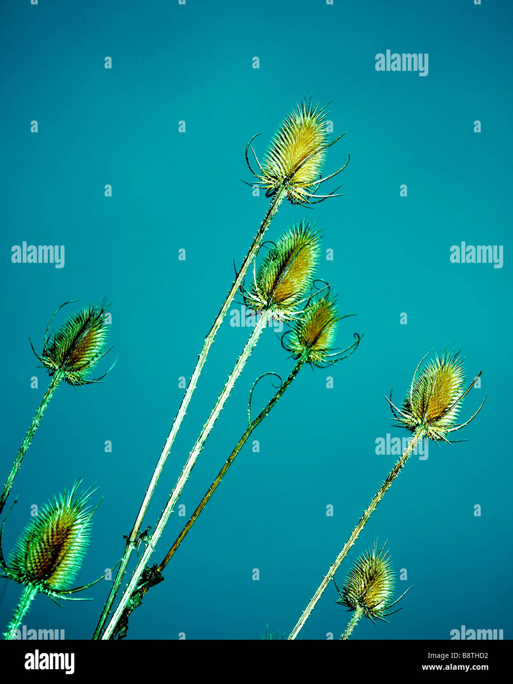 Thistles in a field on blue cold winters day Stock Photo - Alamy