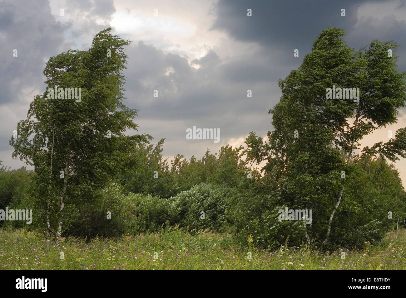 Storm in the forest at summer day Stock Photo - Alamy