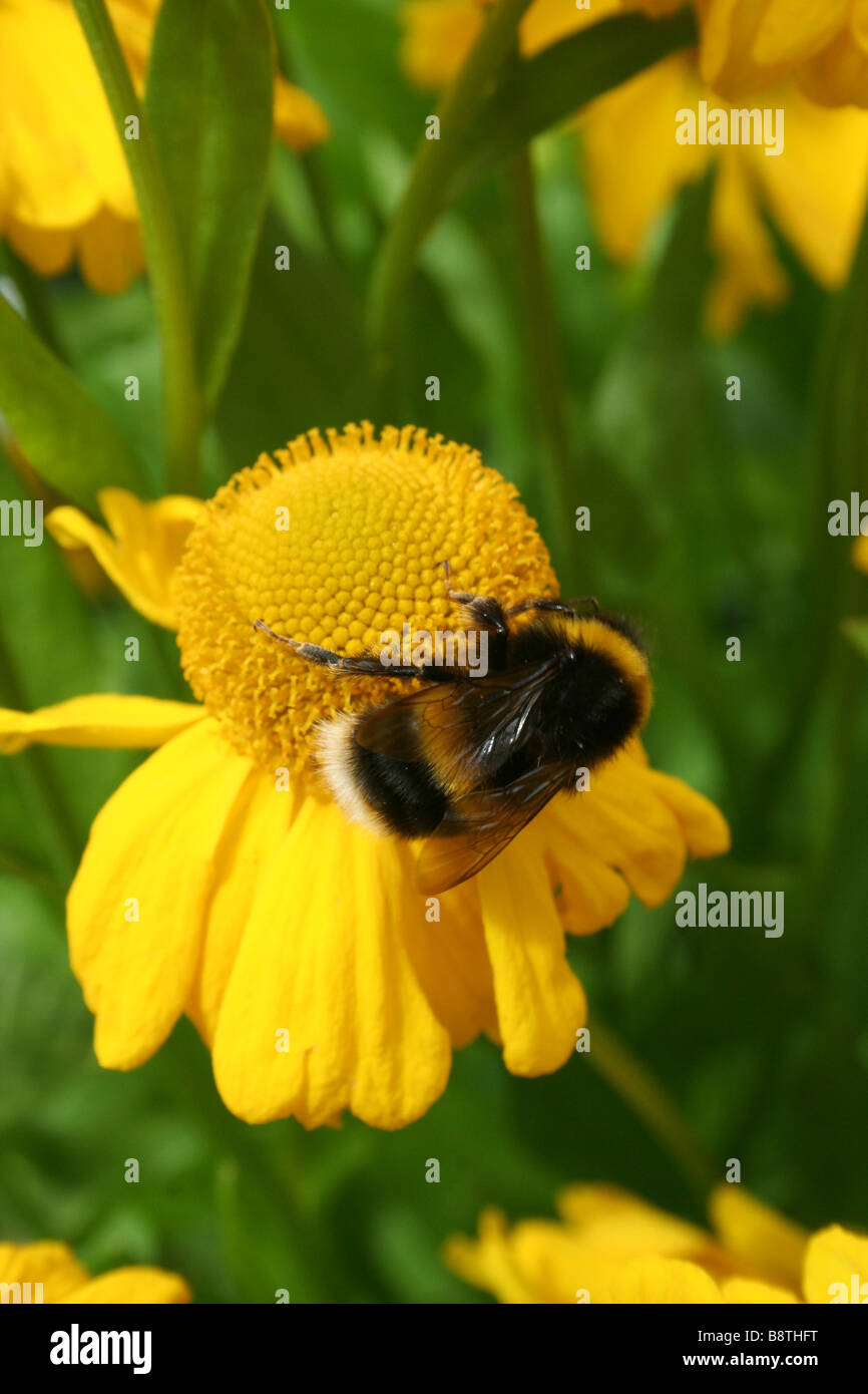 Bumble bee gathering pollen on yellow daisy Stock Photo - Alamy