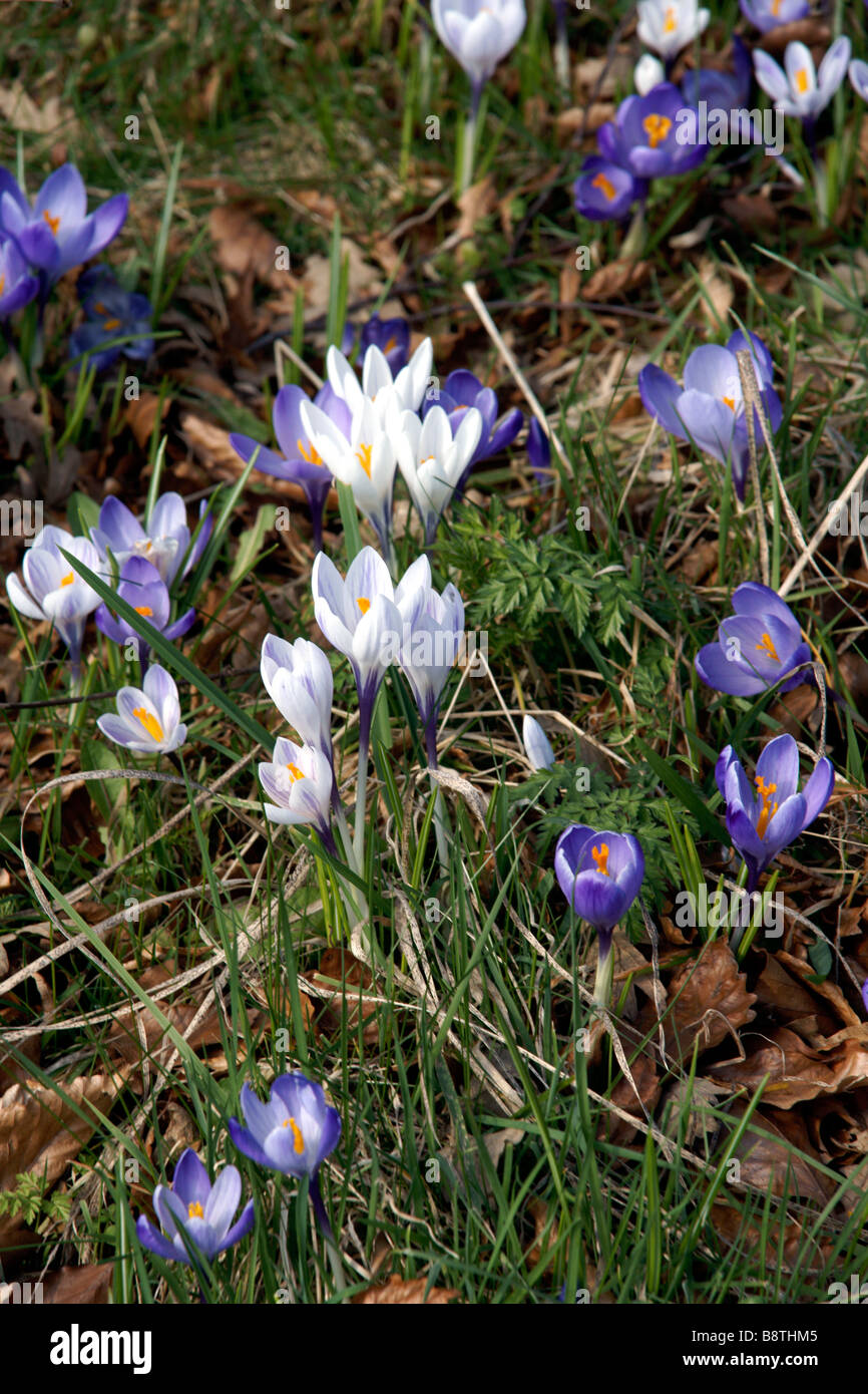 Snowdrops flowering in a field (c) Marc Jackson Photography Stock Photo ...