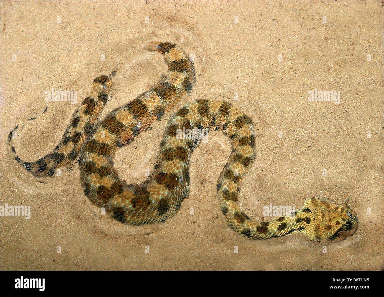 Desert horned viper hi-res stock photography and images - Alamy