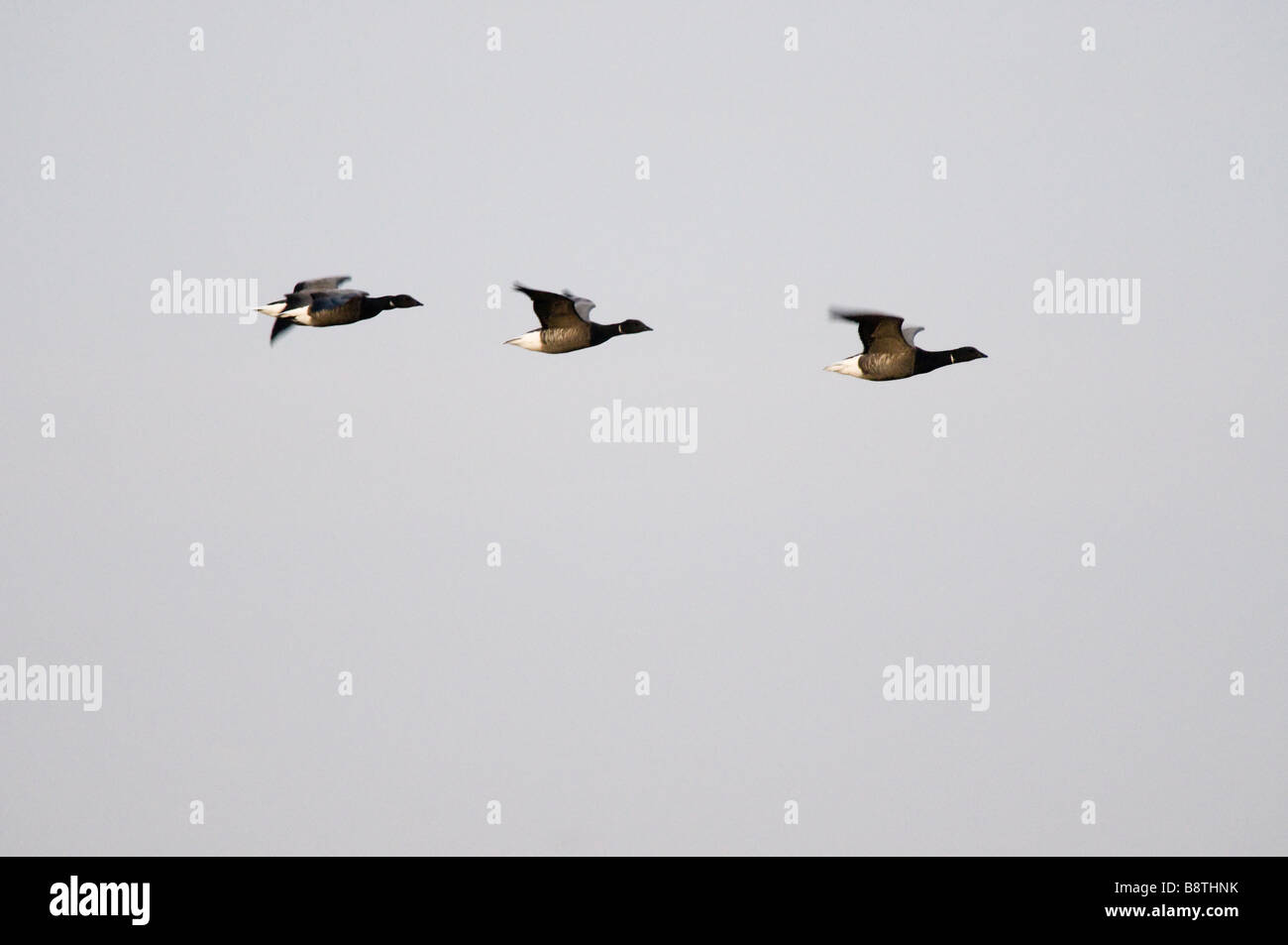 Brent Geese in Flight at Snettisham Rspb reserve Stock Photo - Alamy