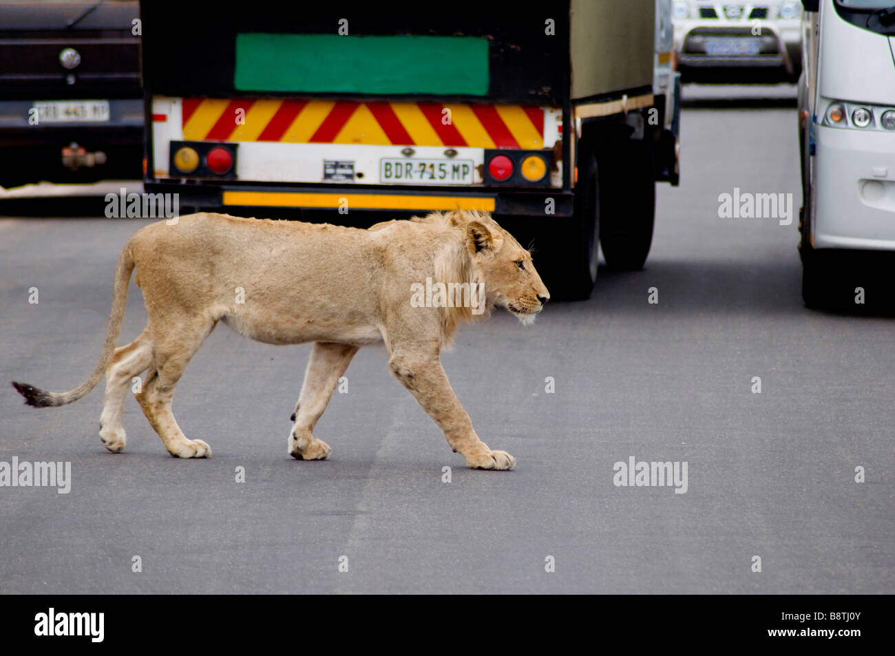 Tour guide africa lion hi-res stock photography and images - Alamy