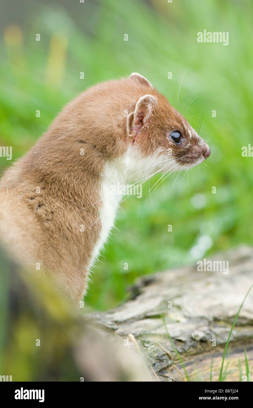 Cute Stoat High Resolution Stock Photography and Images - Alamy