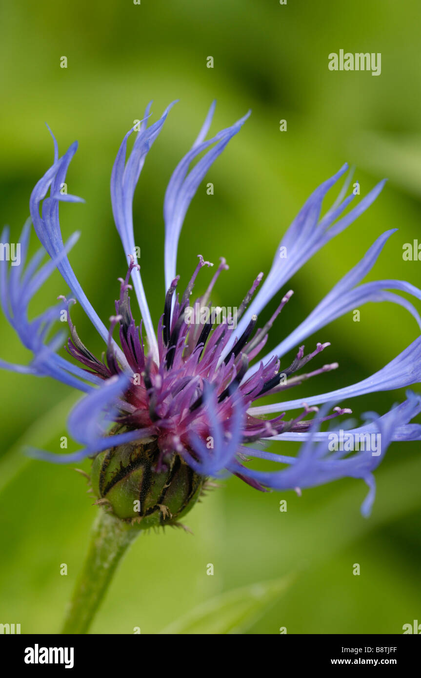 Centaurea montana purple hi-res stock photography and images - Alamy