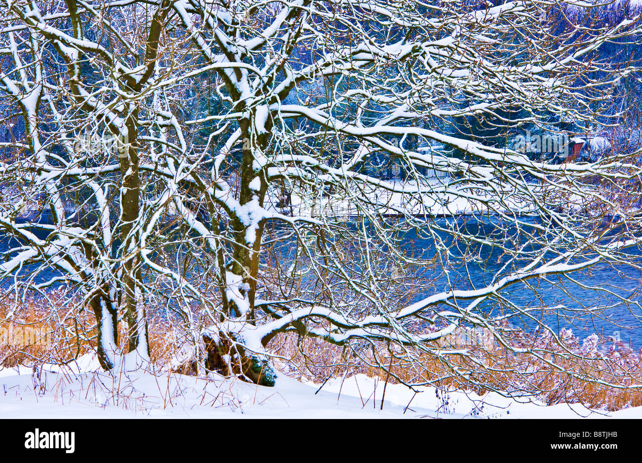 A snow covered tree by the lake at Coate Water Country Park Swindon ...