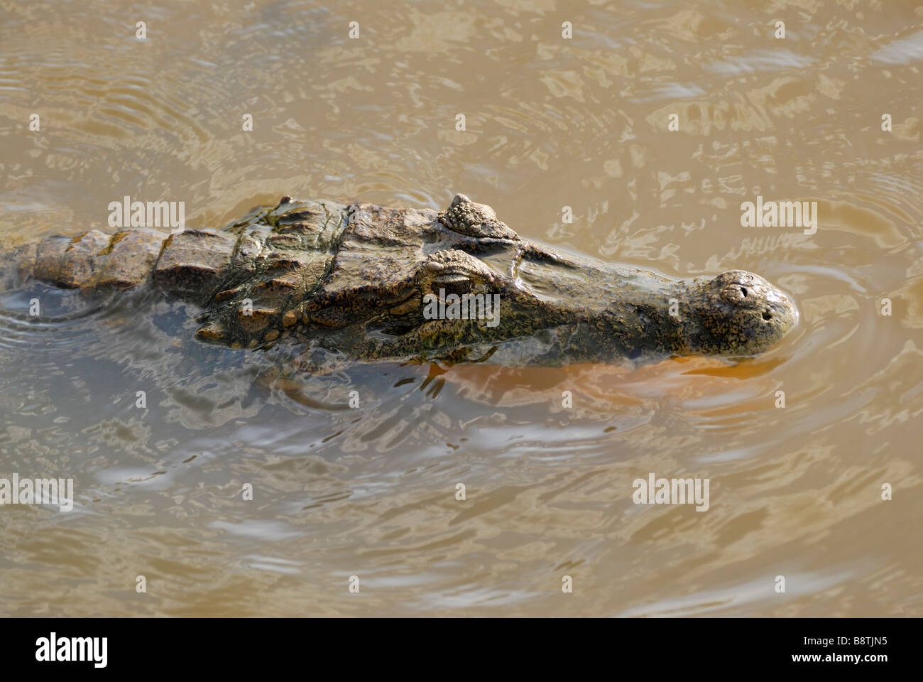 swimming Common caiman, Caiman crocodilus, LLANOS Venezuela South ...