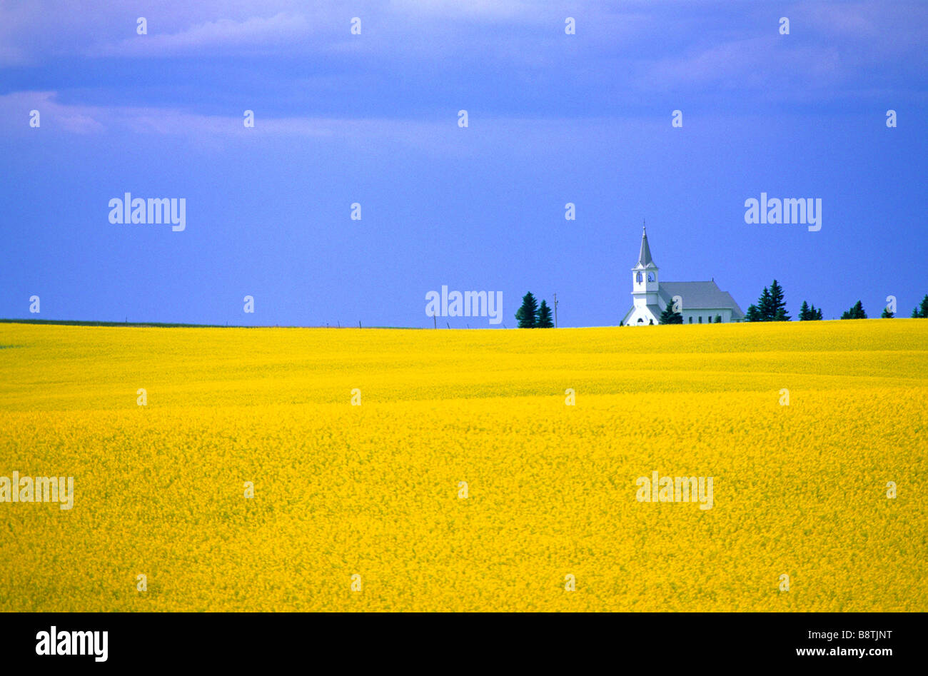 Country church Keene First Lutheran Church amid field of blooming ...