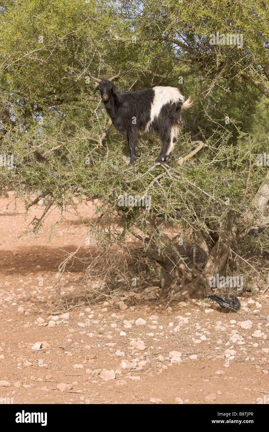 Hungry goats climbing an Argan tree Stock Photo - Alamy