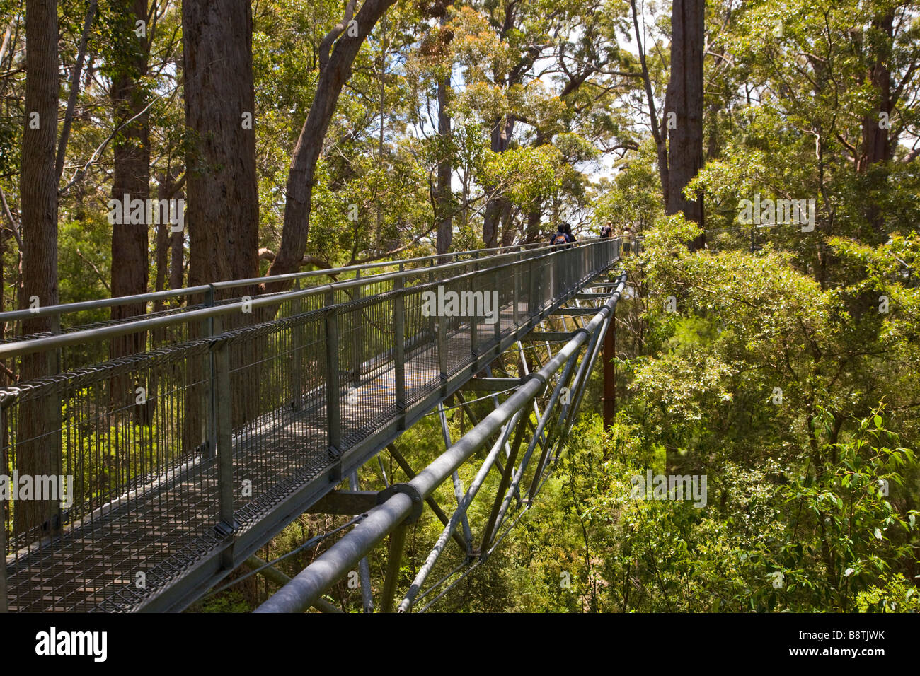 Tree top walk at the Valley Of The Giants Between Denmark and Walpole ...