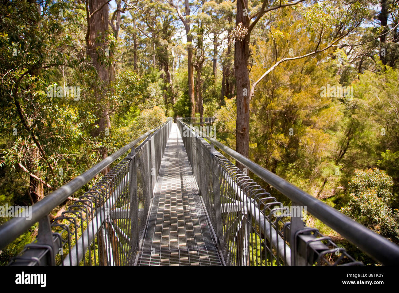 Tree top walk at the Valley Of The Giants Between Denmark and Walpole ...