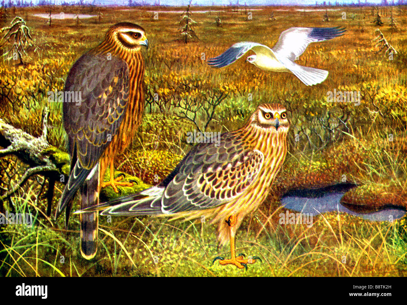 The Hen Harrier (Circus cyaneus), young and old female, illustrated by ...