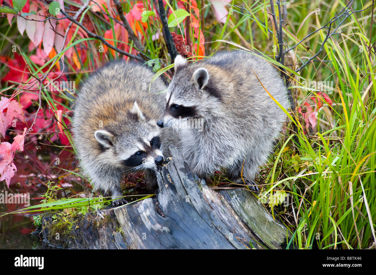 Raccoons In Autumn Stock Photos & Raccoons In Autumn Stock Images - Alamy