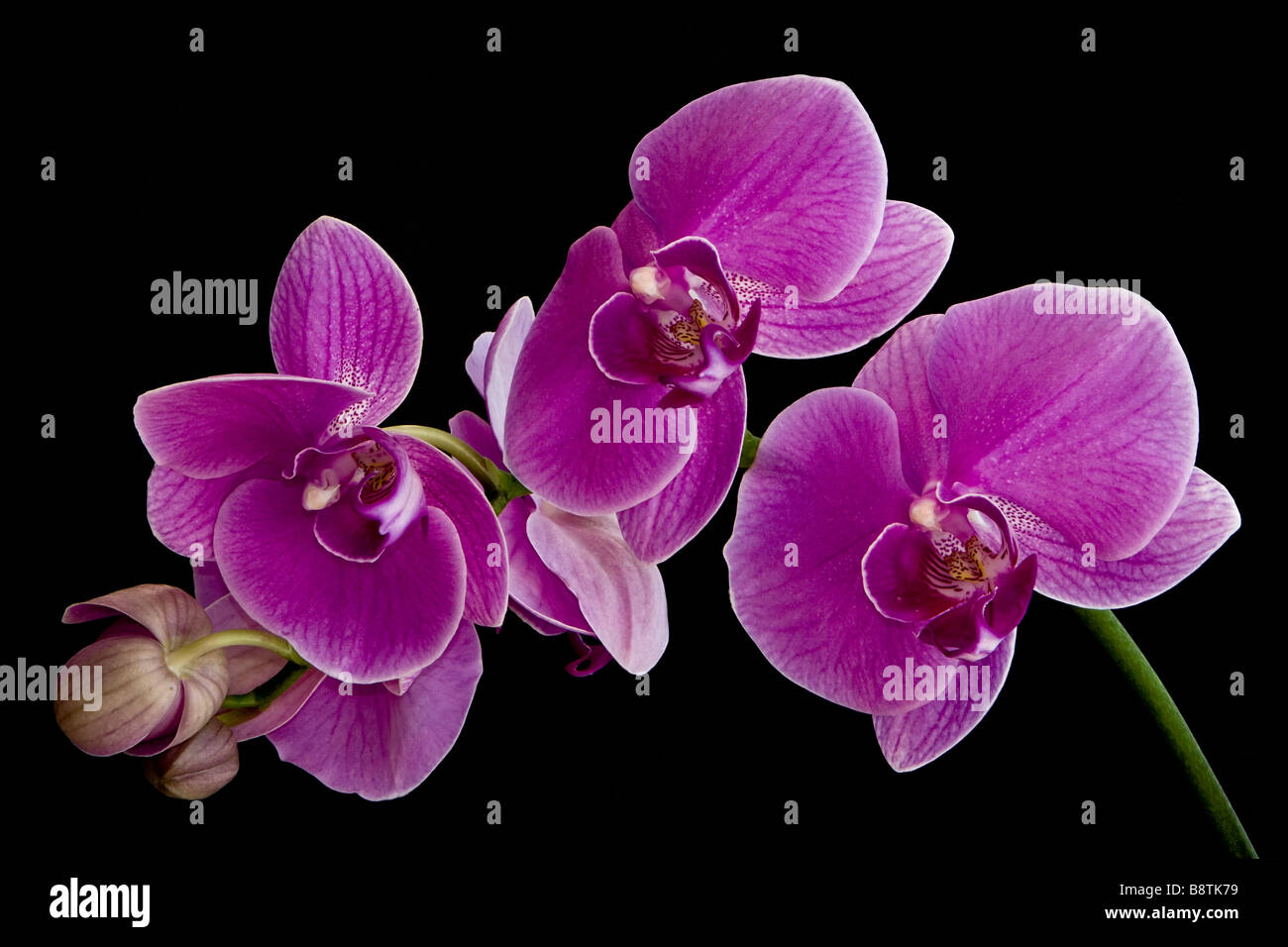 Purple Phalaenopsis Orchid Blossoms Stock Photo - Alamy