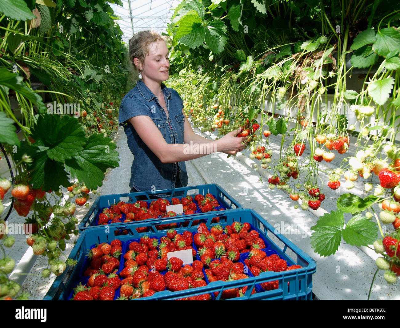 Pretty young woman hand picking fresh strawberries in a large ...