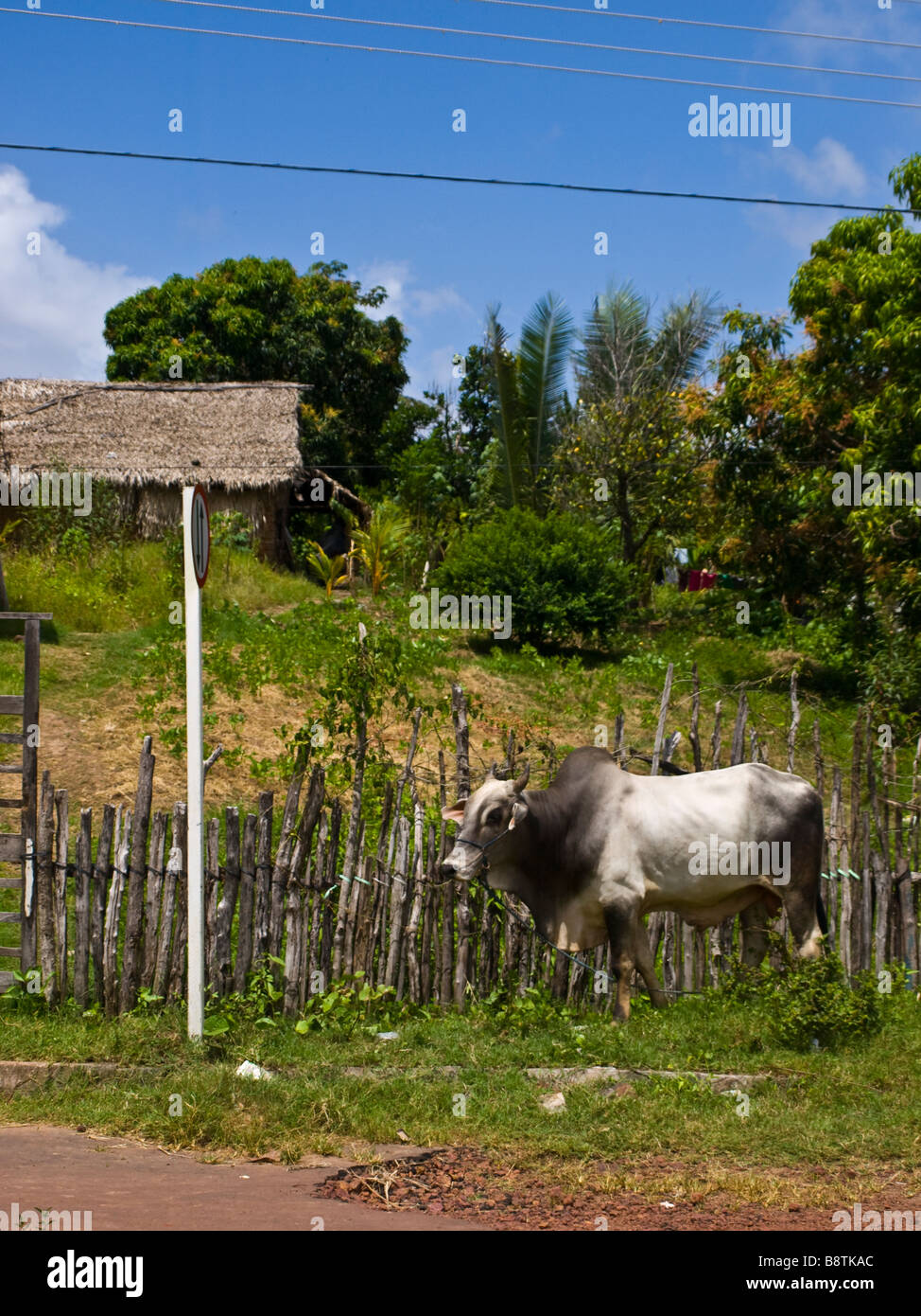 Agriculture brazil northeastern hi-res stock photography and images - Alamy