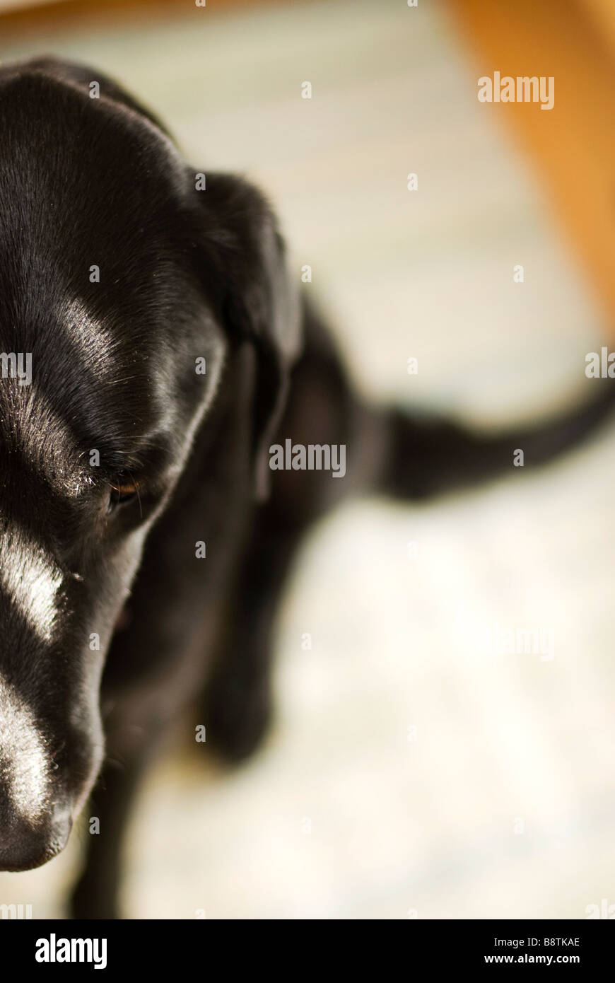 black labrador sitting up Stock Photo - Alamy