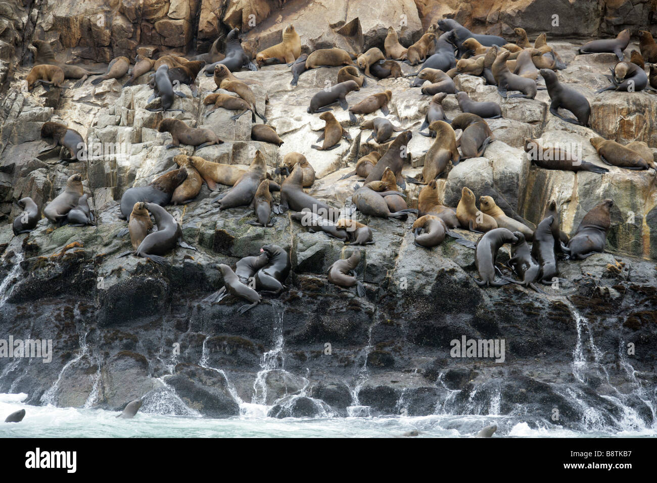 South American Sea Lion Colony, Otaria flavescens, Palomino Islands ...