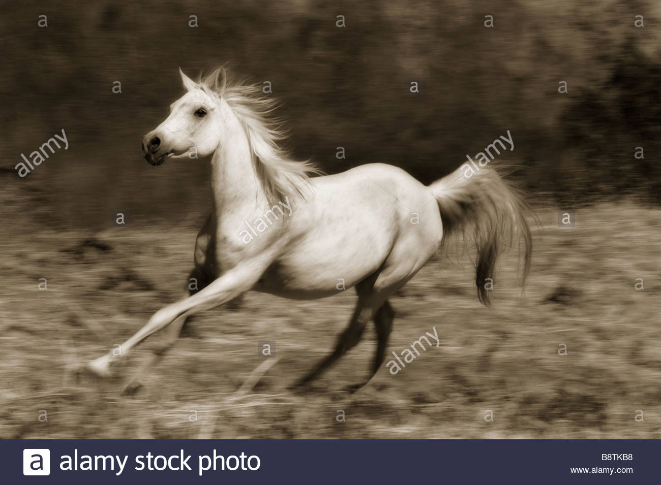 Arabian Horses Stock Photos & Arabian Horses Stock Images - Alamy