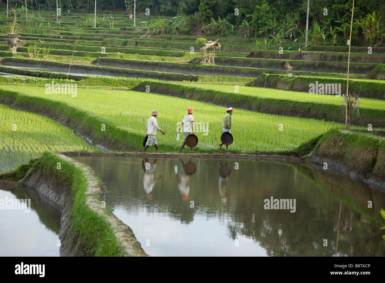 Rice farmer walking through paddy fields Stock Photo - Alamy