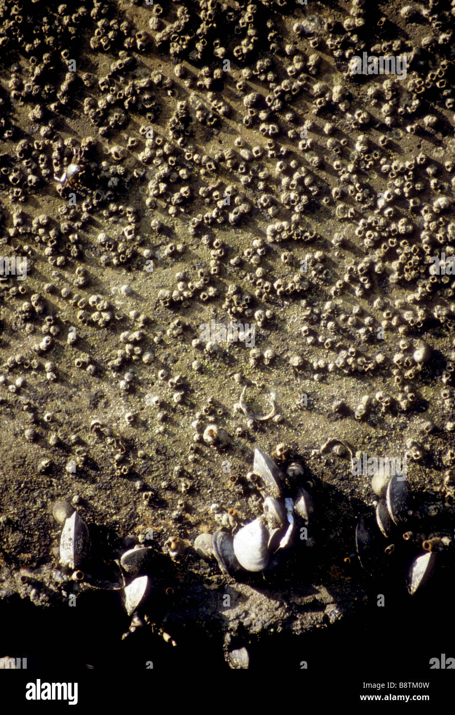 barnacle mussel sea post pillar pier ocean sea creature animal grow ...