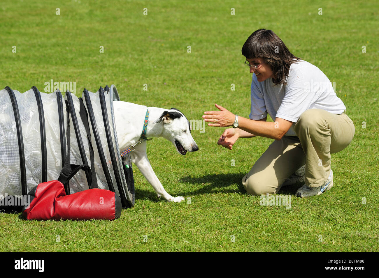 A woman using hand signals to teach her dog to run through a tunnel as ...
