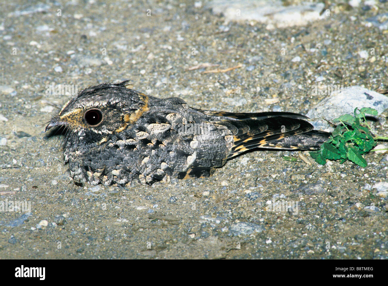 Collared nightjar hi-res stock photography and images - Alamy