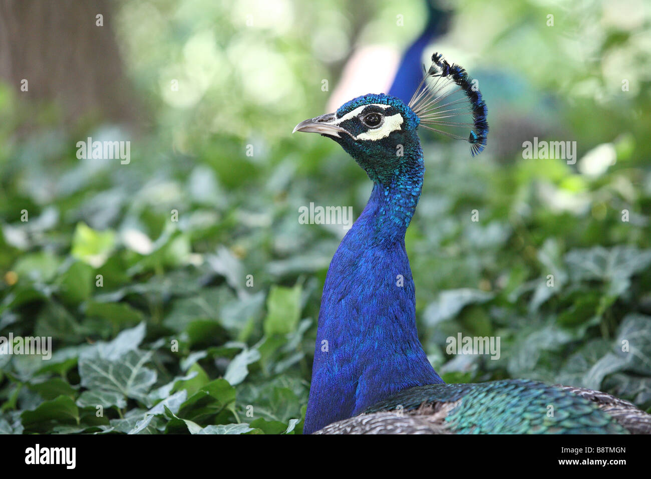 Strong bold vibrant hi-res stock photography and images - Alamy