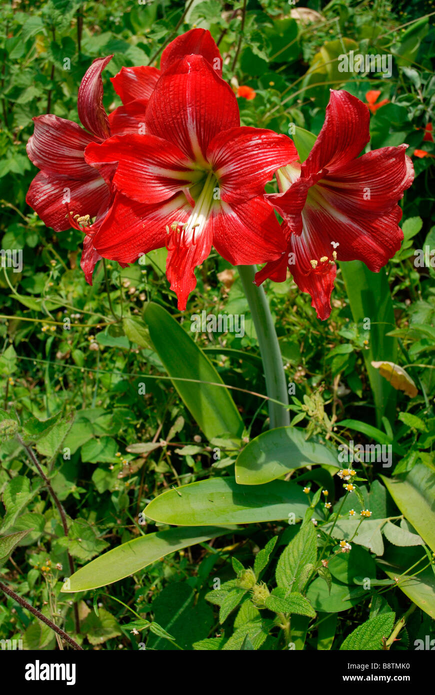 African lilly hi-res stock photography and images - Alamy