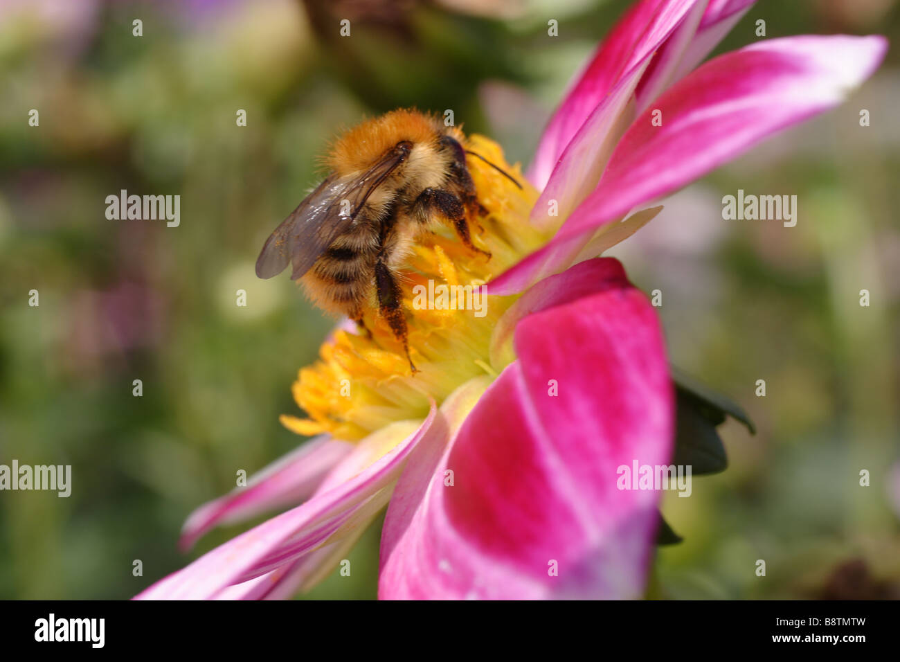 Flower and Bee Stock Photo - Alamy