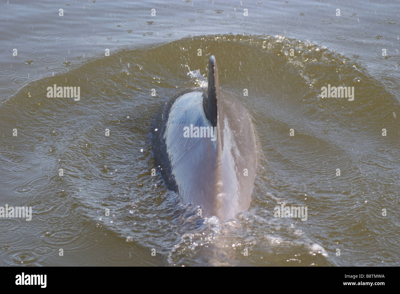 High dorsal fin hi-res stock photography and images - Alamy