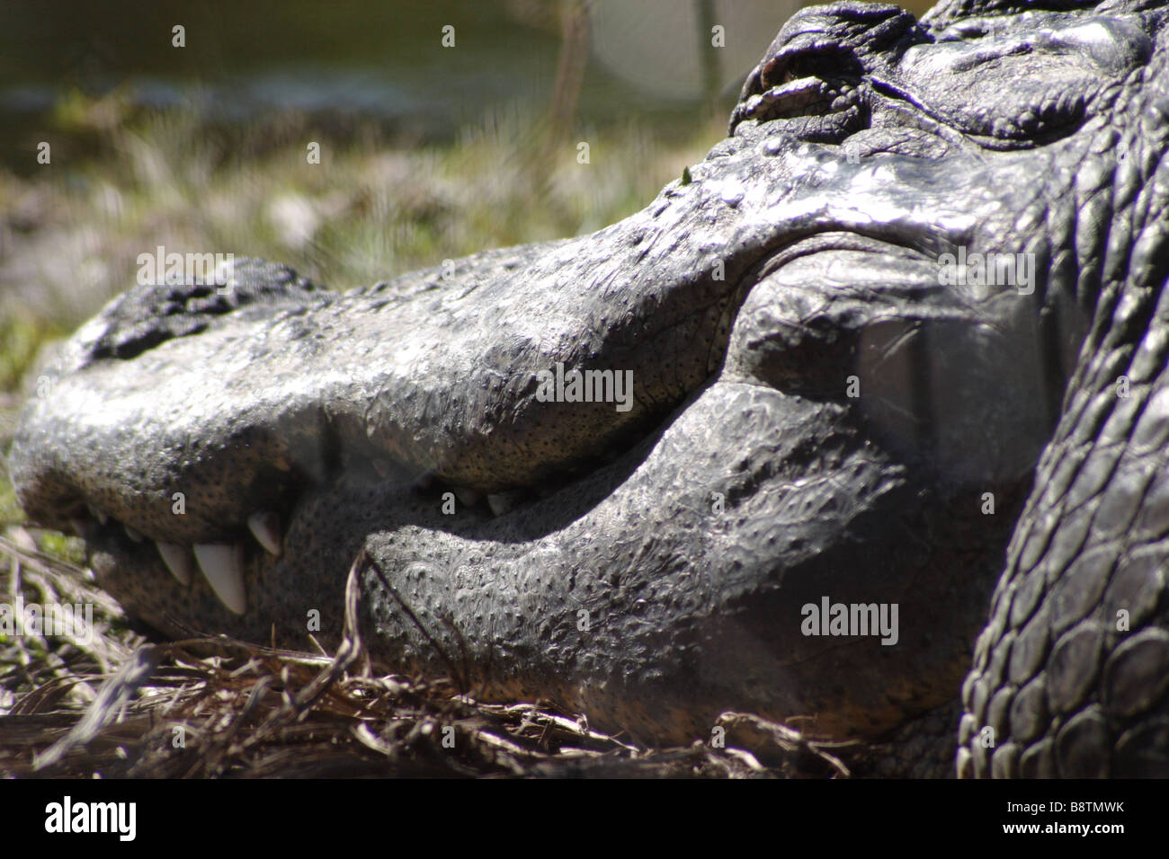 Prehistoric alligator hi-res stock photography and images - Alamy