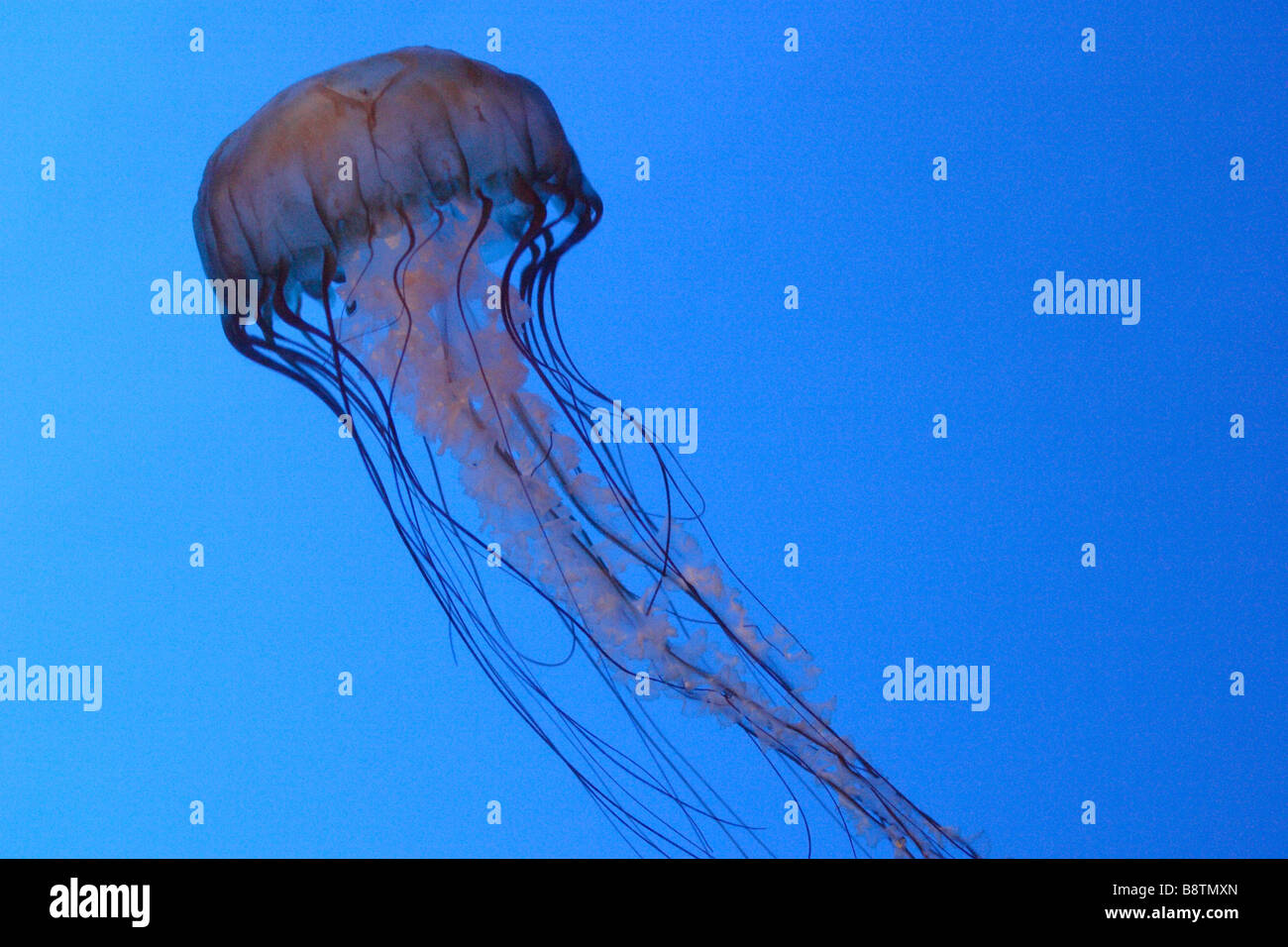 The ocean food chain hi-res stock photography and images - Alamy