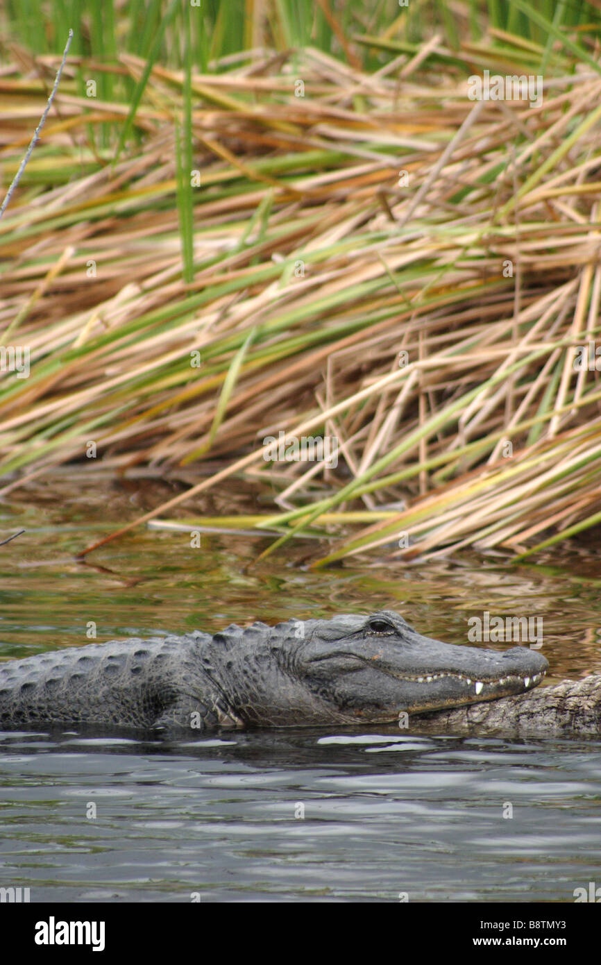 Alligator sunning on a log Stock Photo - Alamy