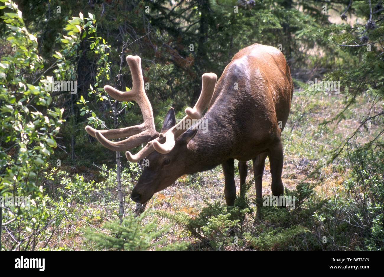 Stag ,elk,grazing in the Rocky `Mountains of British Columbia Stock ...