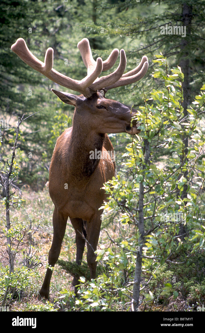 12 point stag hi-res stock photography and images - Alamy