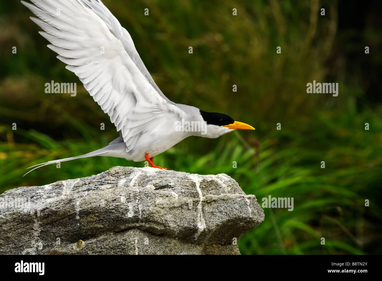 River Tern about to fly Stock Photo - Alamy