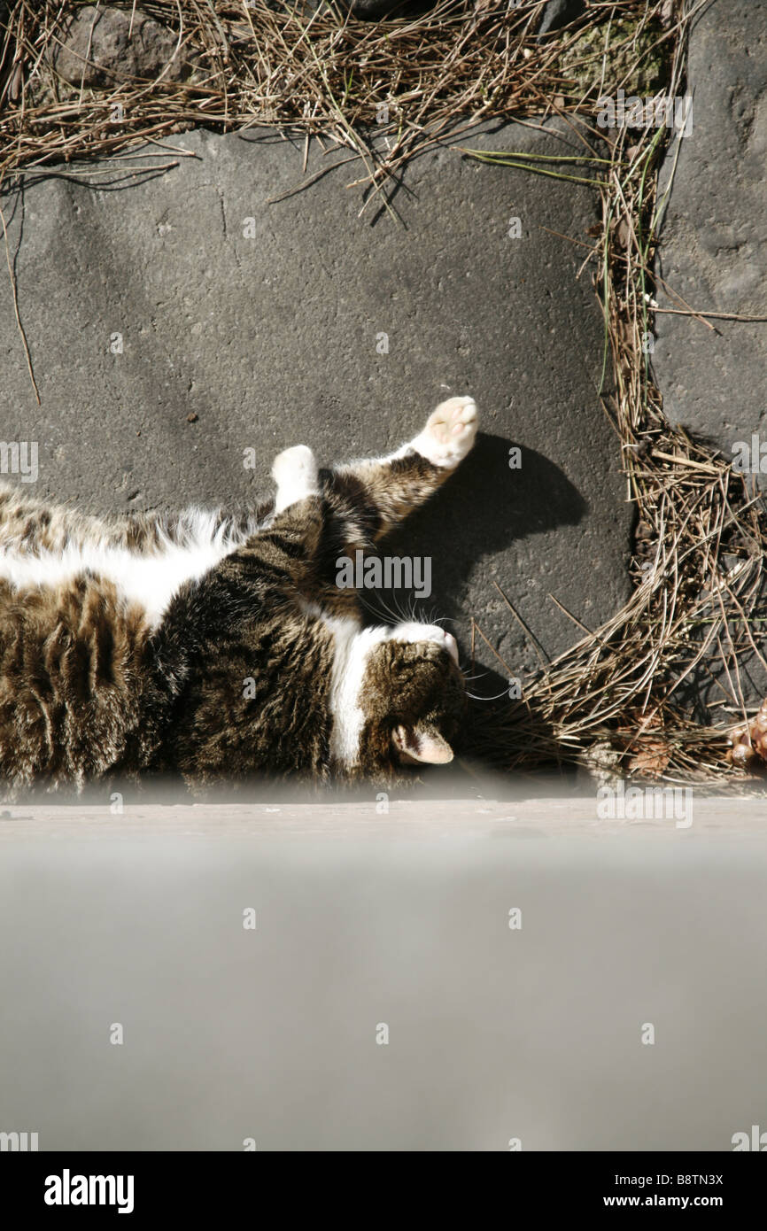 detail of cute tired cat sleeping outdoors in sun Stock Photo - Alamy