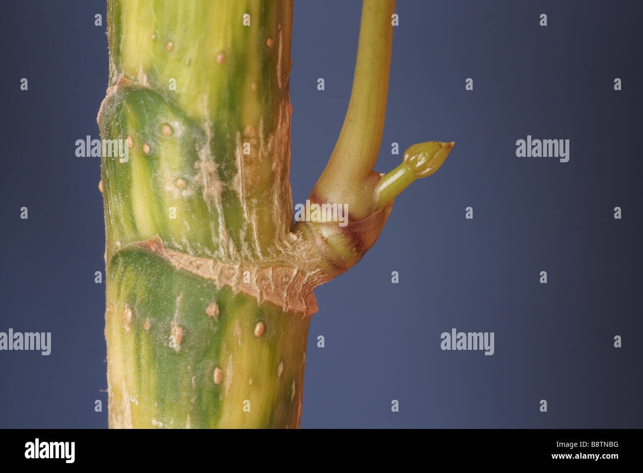 Fig plant hi-res stock photography and images - Alamy