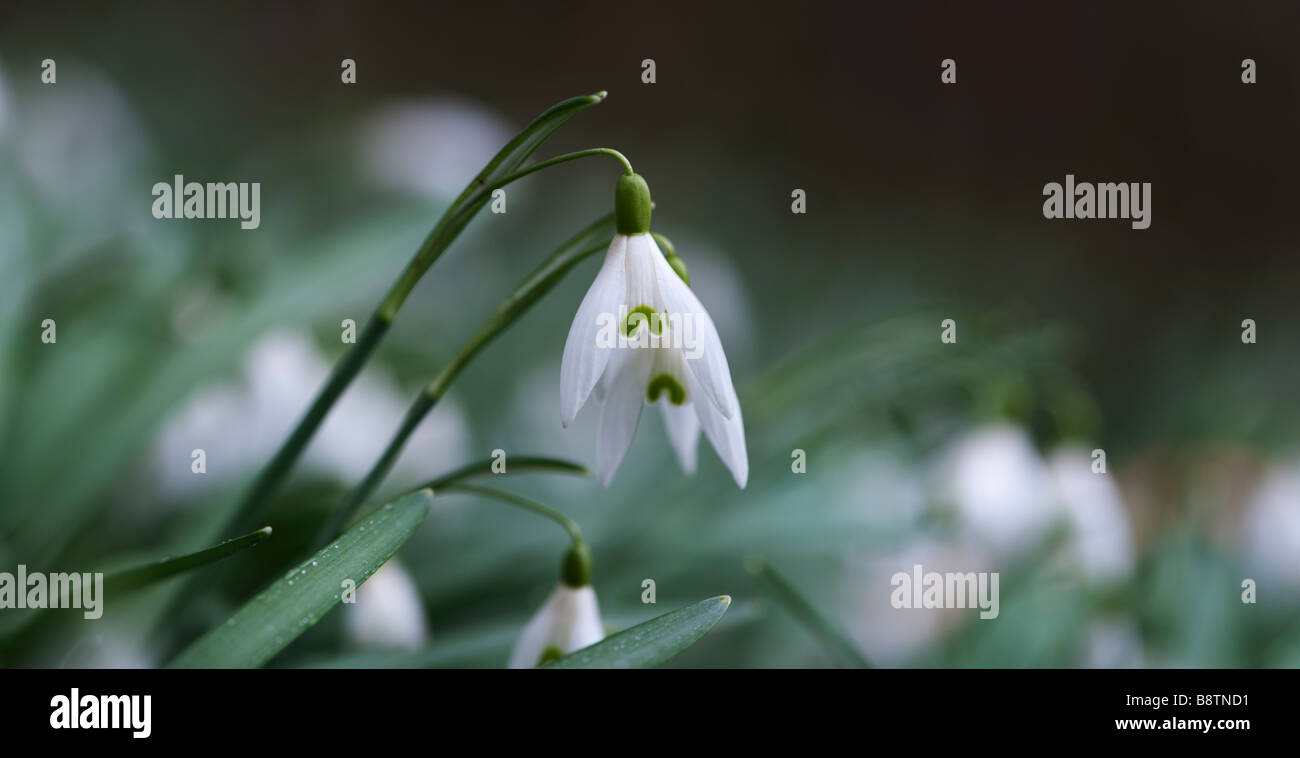 Bell shaped snowdrop hi-res stock photography and images - Alamy
