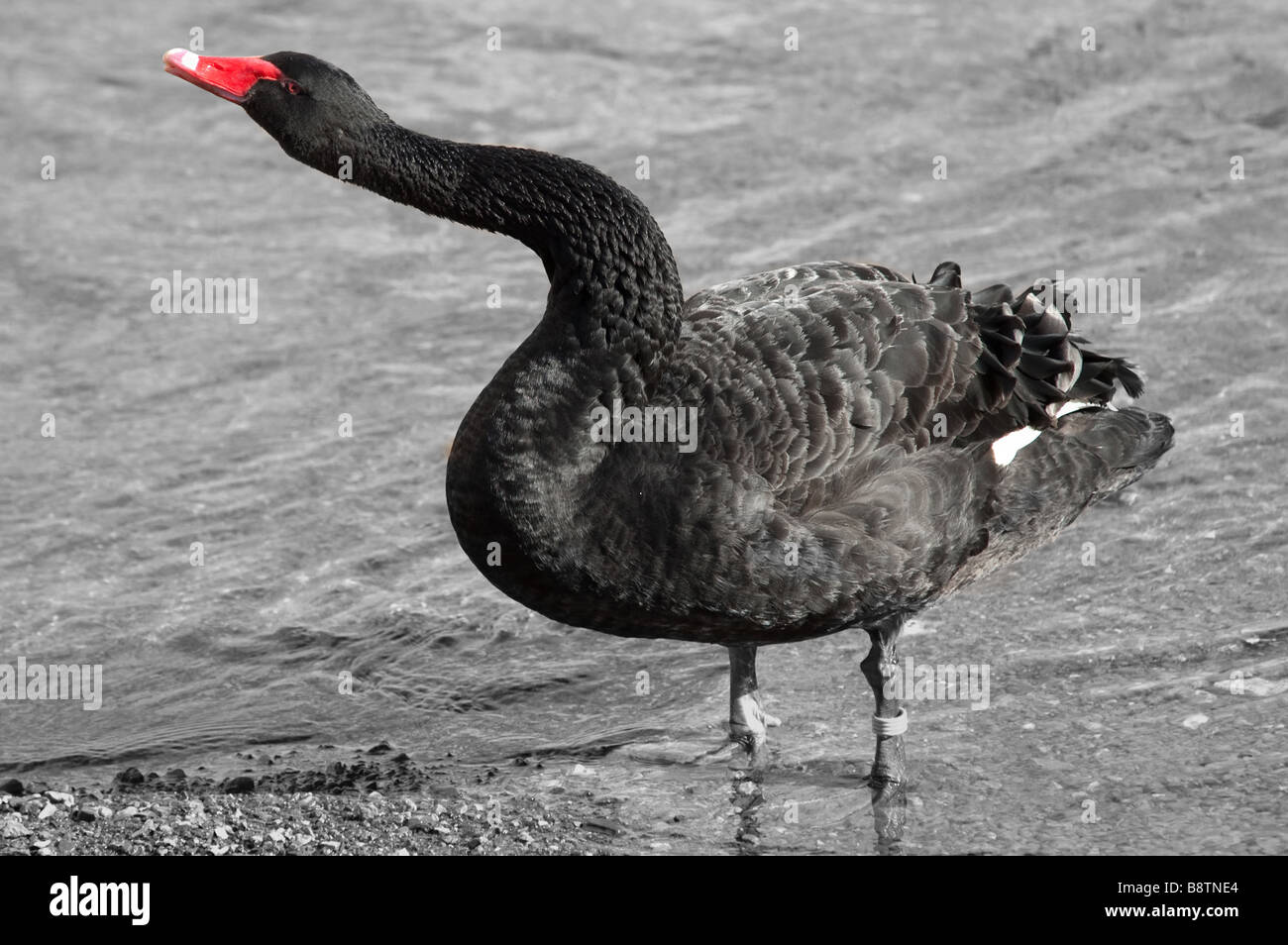 Swan nose hi-res stock photography and images - Alamy