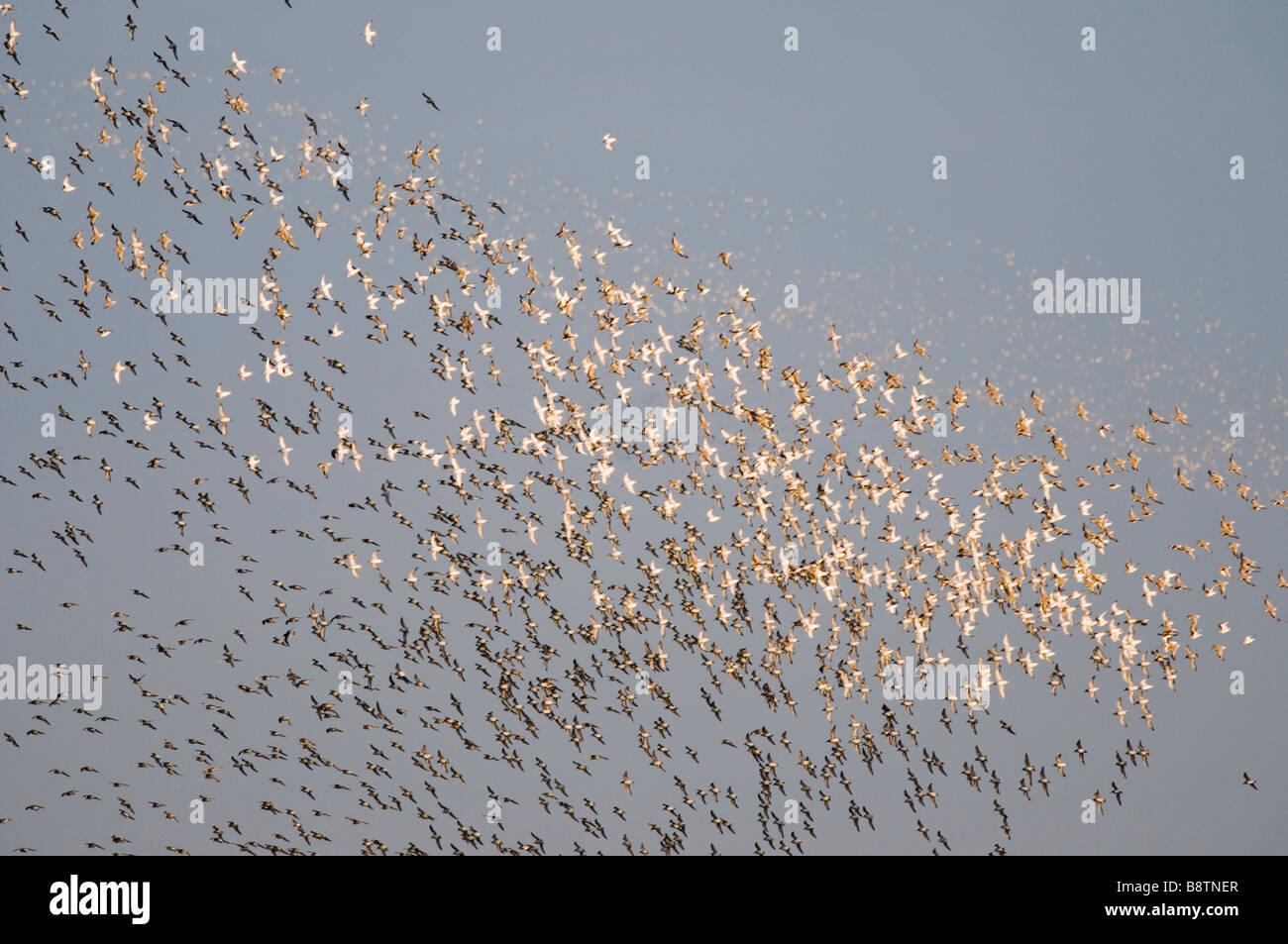 Flock of Red Knot in flight at Snettisham Rspb reserve Stock Photo - Alamy