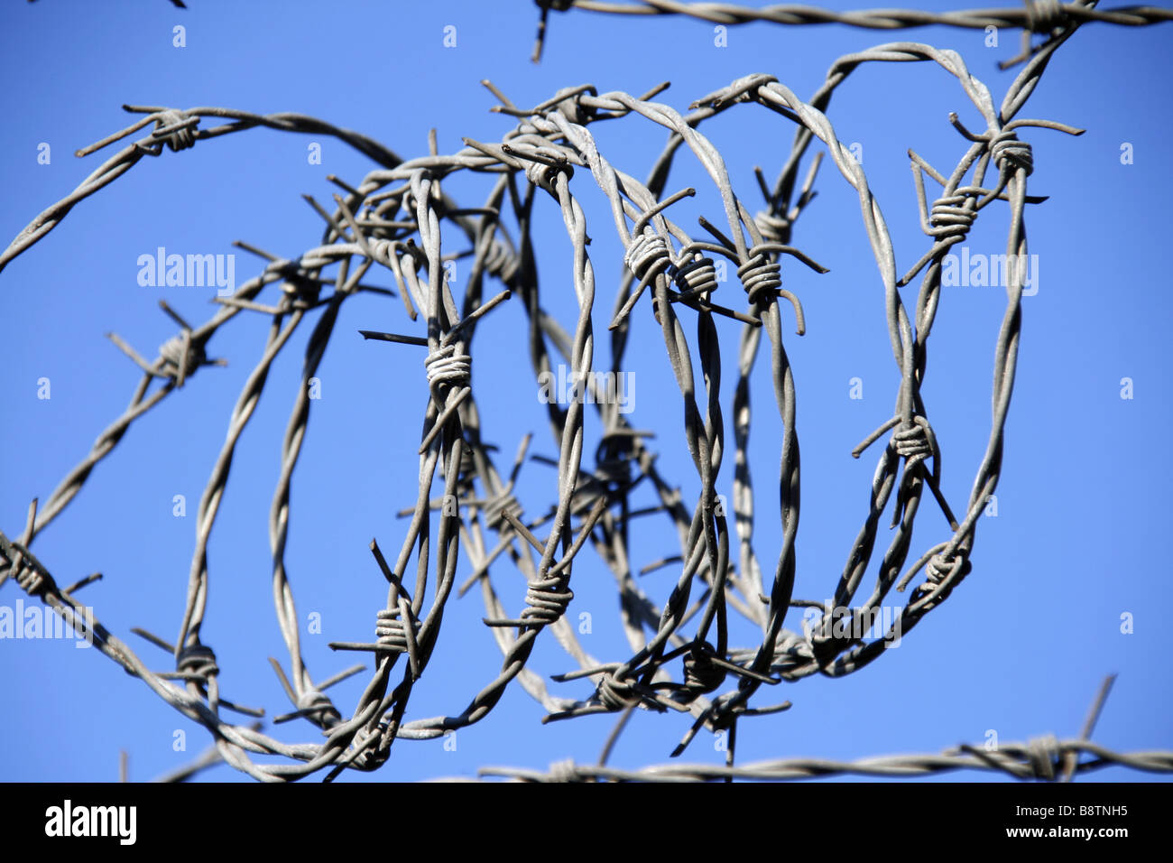 tangled spiral barbed wire fence against blue sky in sun Stock Photo ...