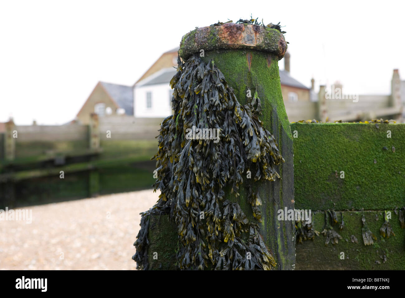 Groin and beach erosion hi-res stock photography and images - Alamy