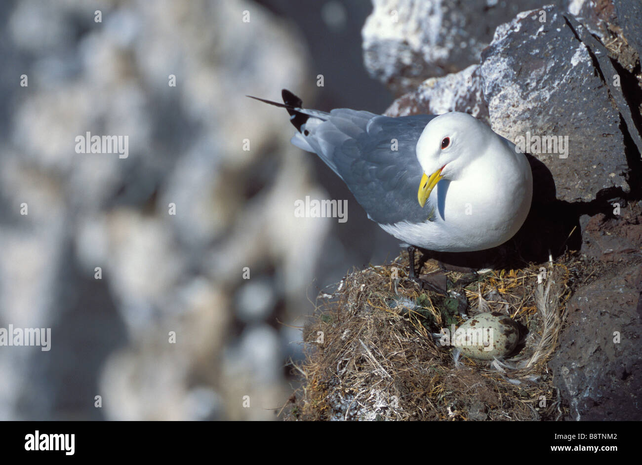 Kittiwake in nest (Rissa tridactyla Stock Photo - Alamy