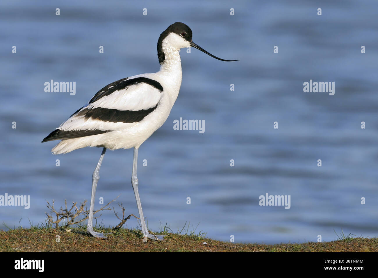 pied avocet (Recurvirostra avosetta), side view, Netherlands, Texel ...