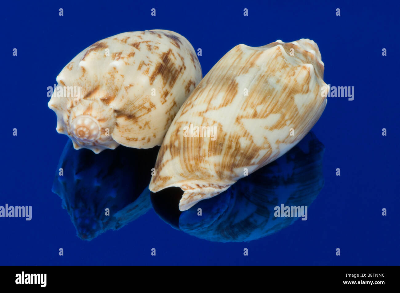Two Shells with reflective blue background Stock Photo - Alamy