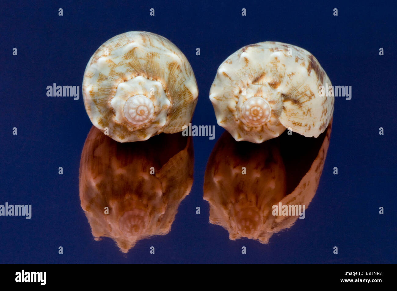 Two Shells with a Blue Reflective Backgound Stock Photo - Alamy
