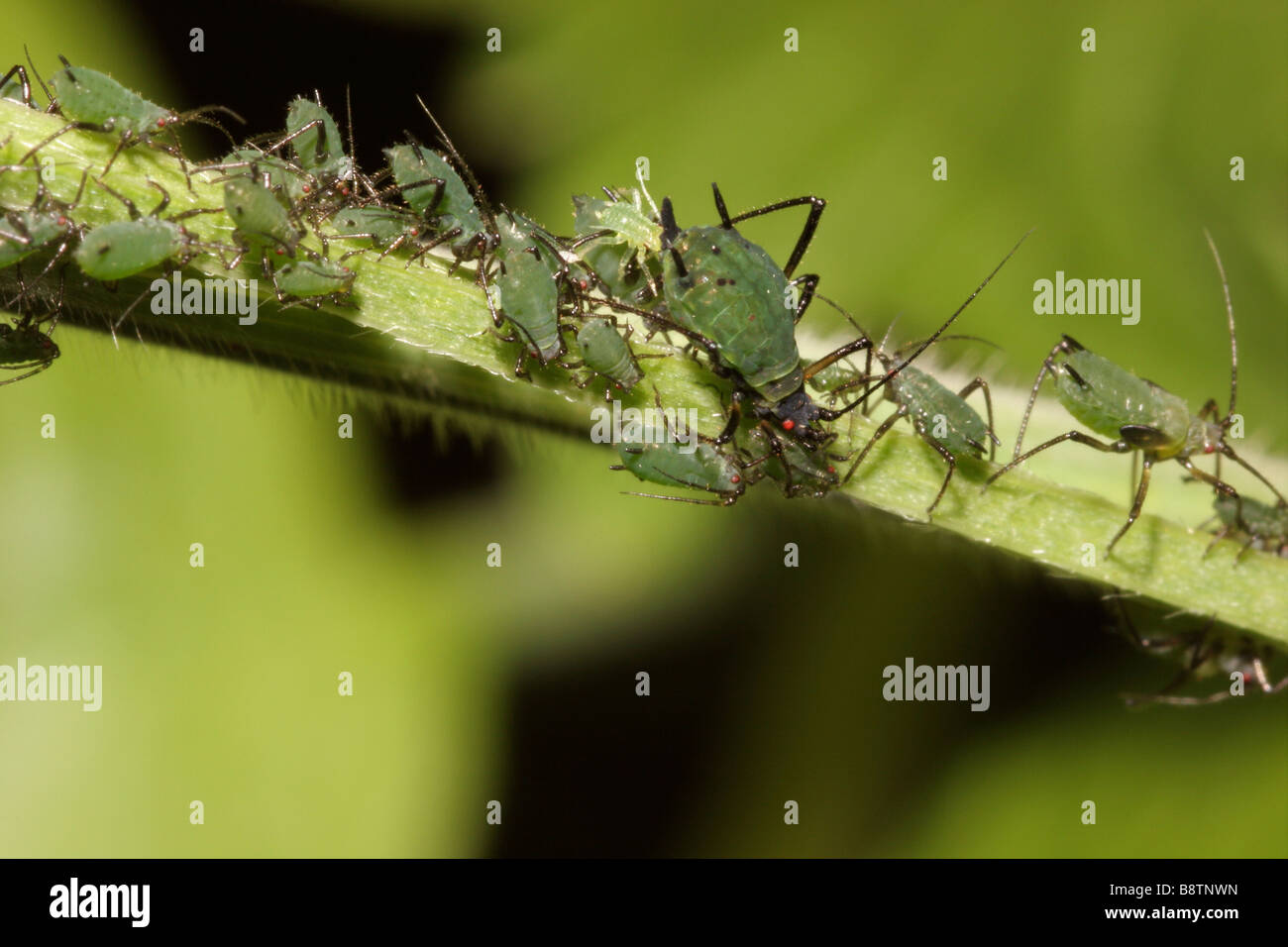 Pea aphid acyrthosiphon pisum hi-res stock photography and images - Alamy