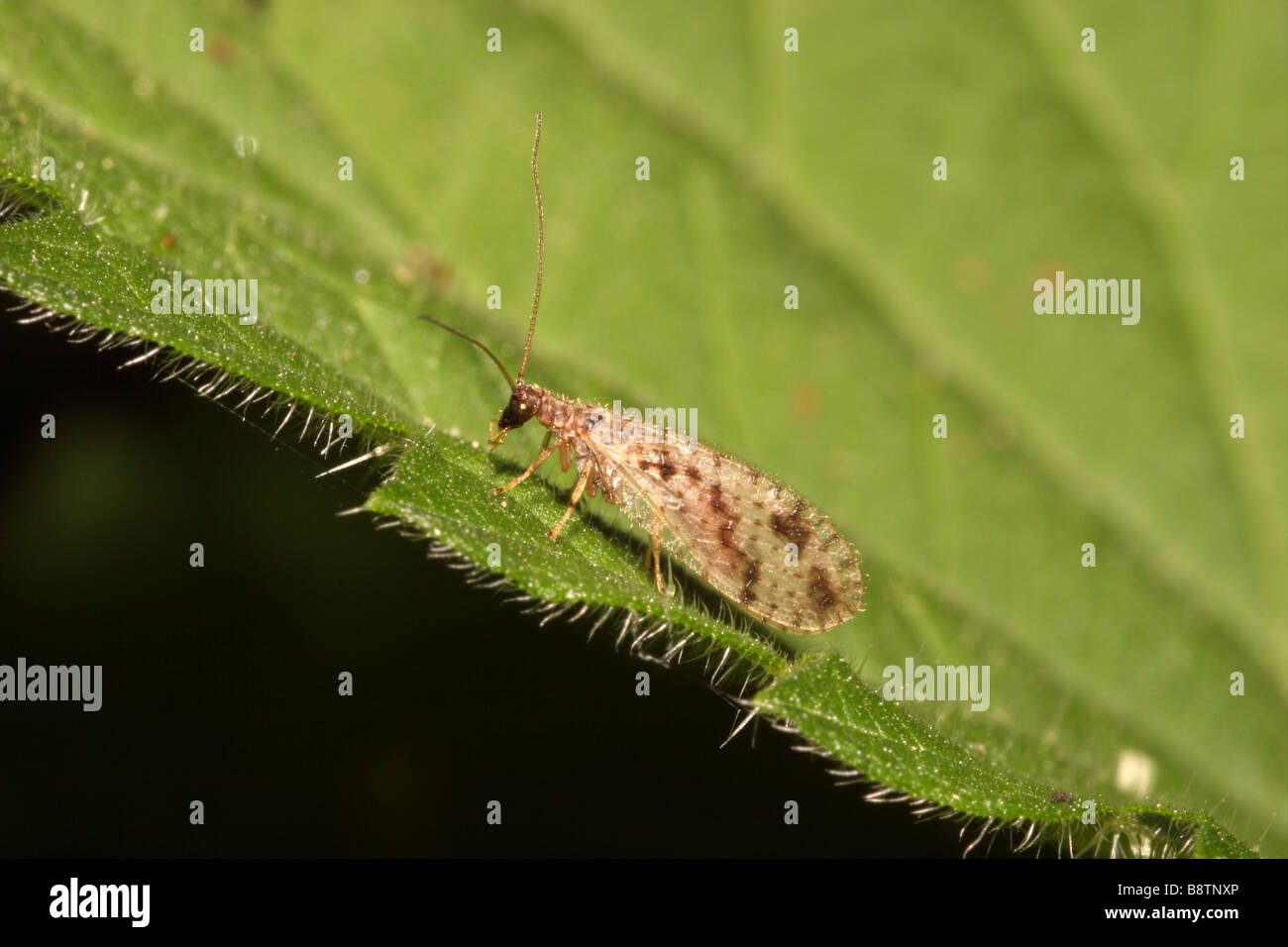 A brown lacewing Micromus variegatus Neuroptera Hemerobiidae UK Stock ...